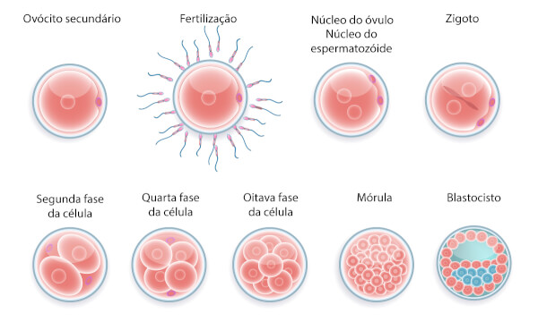 FIV - Como se origina o blastocisto | Mater Prime